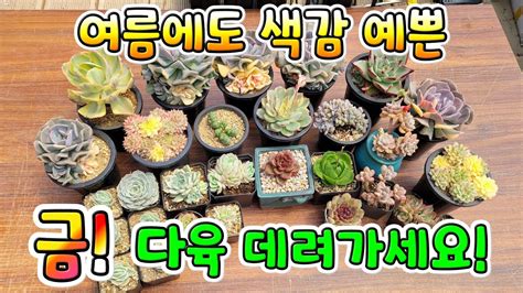 다마마 여름에도 색감이 예쁘게 나오는 금 다육을 착한 가격에 드립니다 5월 두 번째 다육 판매다육이 다육마트