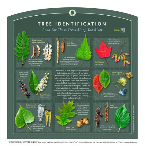 Tree Seeds Identification