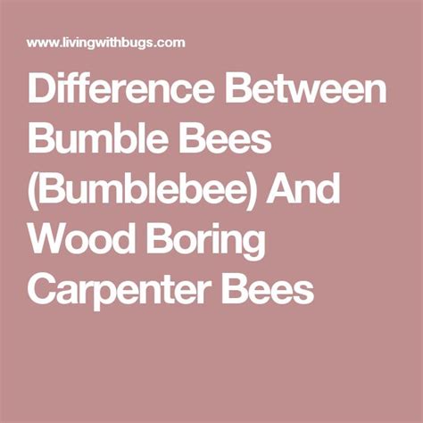 Difference Between Bumble Bees Bumblebee And Wood Boring Carpenter Bees
