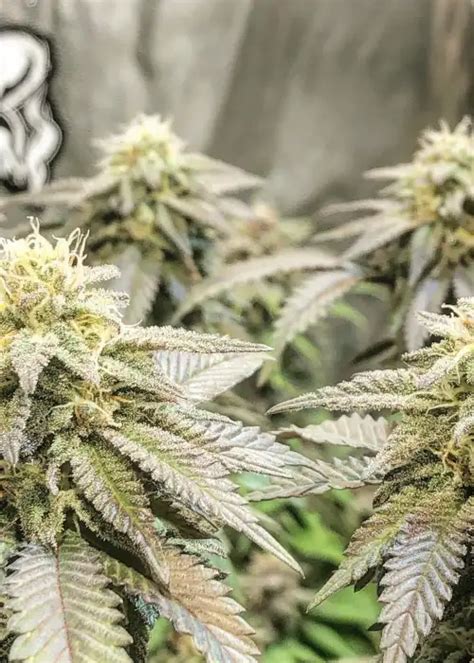 Waiting Game Seeds By Capulator Growdiaries