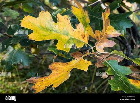 Black Oak Tree Leaves