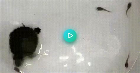 Hungry Hungry Turtle  On Imgur