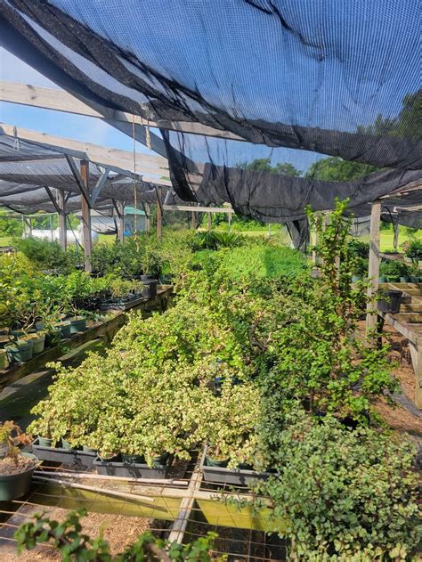 Parks Bonsai Farm Nursery 8184 S Quay Rd 9657 Suffolk Va 23437
