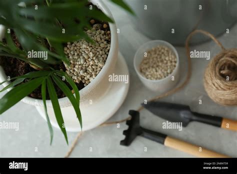 Beautiful House Plant With Granular Fertilizer On Table Above View