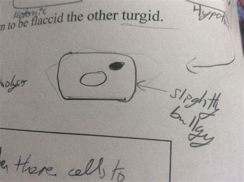 Cell Transport Flashcards Quizlet