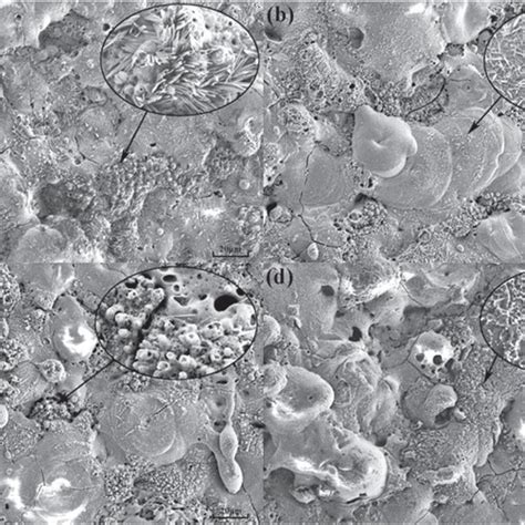 Surface Morphology Of Peo Layer With Different Concentrations Of Download Scientific Diagram