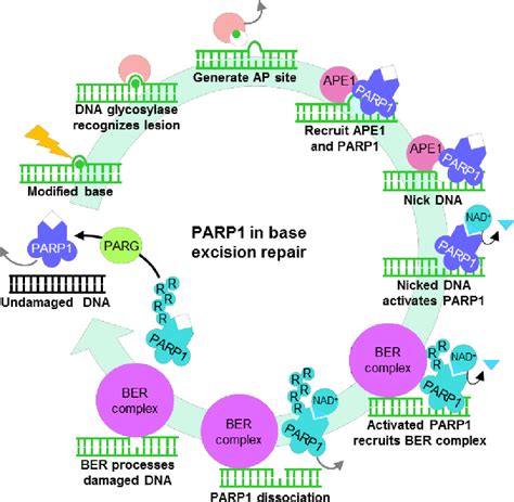 Figure 4 From Functional Aspects Of Parp1 In Dna Repair And