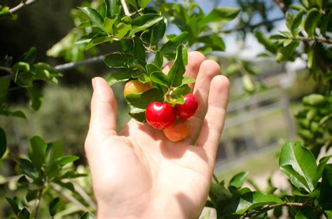 Barbados Cherry — A Natural Farm