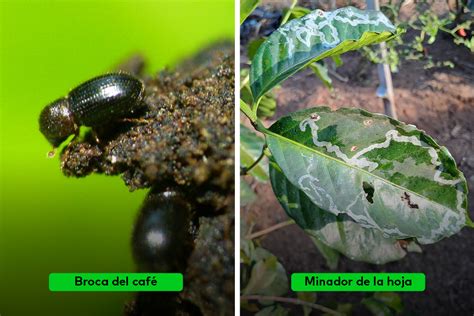 Cultivo De Café Guía Completa Y Definitiva Blog Cambiagro
