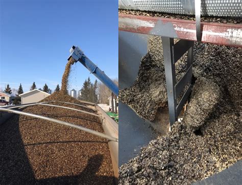 Harvesting And Drying Faba Beans Saskatchewan Pulse Growers
