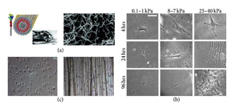 a self assembled peptide micro and sem view of the produced