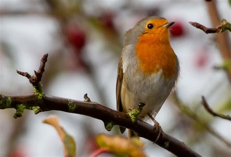 罗宾知更鸟 鸟 枝杈 Pixabay上的免费照片 Pixabay