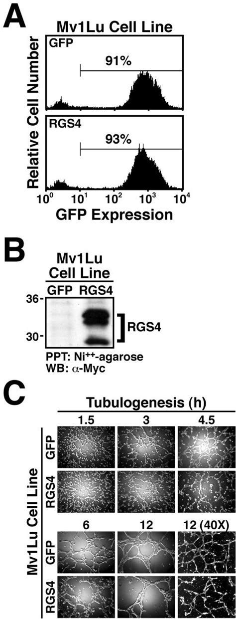 Identification And Characterization Of Regulator Of G Protein Signaling