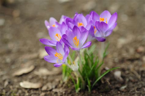 Crocus Corm