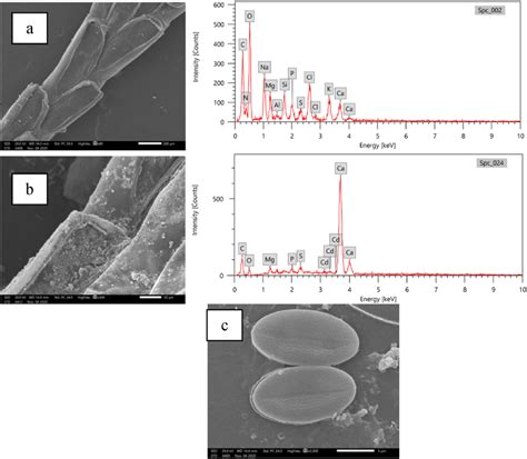 Sem Images And Edx Spectra Of Iabb A Before Cd Ii Biosorption B
