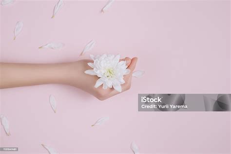 창조적이 고 패션 예술 피부는 손과 여성의 손에 흰색 꽃의 스킨 케어 분홍색 배경에 흰색 꽃과 여성 손 손 주름 방지 화장품 평면도 복사 공간 꽃 식물에 대한 스톡 사진 및