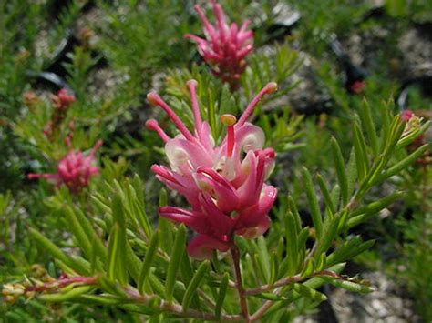 Grevillea Lanigera Woolly Grevillea