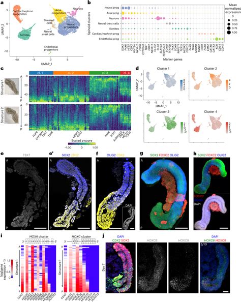 Neuromesodermal Trajectories Are Organized And Patterned Along An In Download Scientific