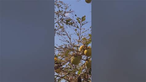 감나무에 감이 익어가는 계절 나뭇잎은 떨어지고🍂과실~ Youtube