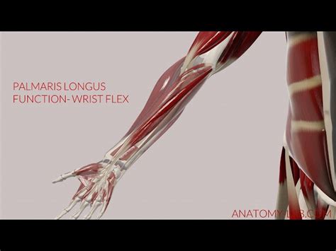 Palmaris Longus Cat Function