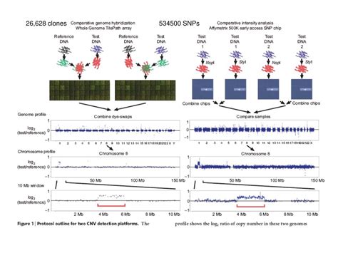 Ppt Gene Variations Single Nucleotides Polymorphism And Copy Number Variation Powerpoint