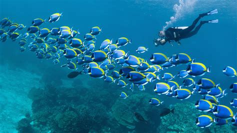 Is Scuba Diving Worth It