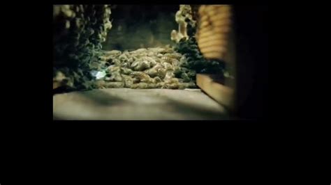 Pszczoły 🐝vs🐝 Szerszeń Youtube