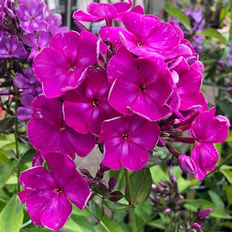 Флокс метельчатый Шансон (Phlox paniculata Шансон) купить в Москве по ...