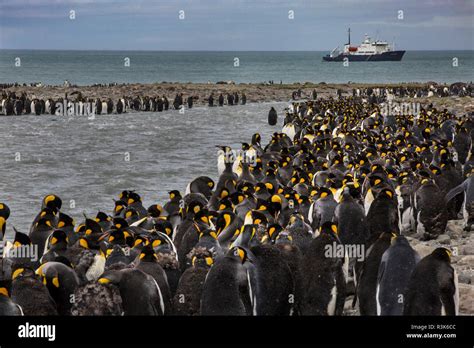 King Penguin Rookery St Andrews Bay South Georgia Islands Stock