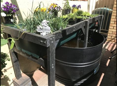 Getting Started With Aquaponics — Sa Smallholder