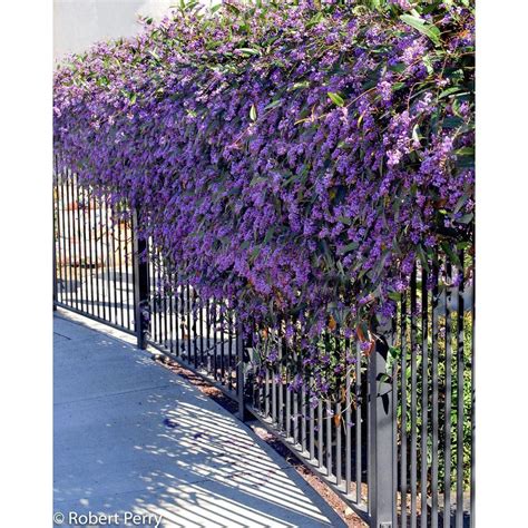 Hardenbergia Violacea Native Sarsaparilla Or Native Wisteria Seeds