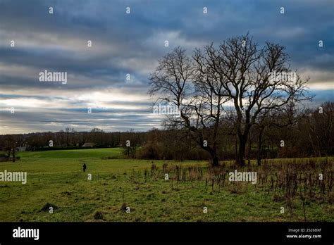 Man Walks Dog In The Open Grass Field Of Clarence Park Bury Greater