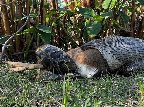 Florida biologists prove invasive Burmese pythons are swallowing deer, alligators whole