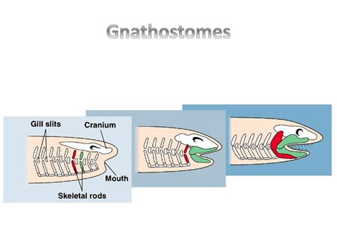 Chordate Characteristics Ppt Download