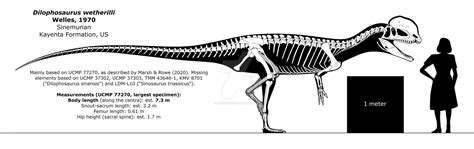 Dilophosaurus Wetherilli Skeletal Reconstruction By Randomdinos On Deviantart