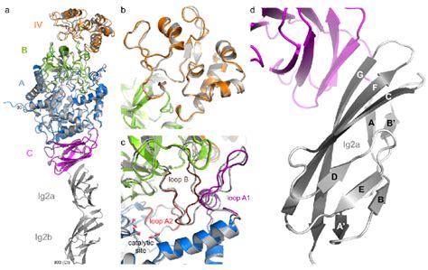 Alphafold Model Of Gbgtfc Gray Superposed On The Gbgtfc Δc Crystal Download Scientific