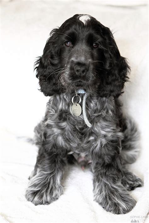 Cocker Spaniel Puppies Blue Roan