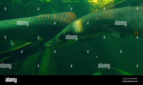 Arapaima Gigas Or Pirarucu Fish Swimming In Pond It Carnivore Native