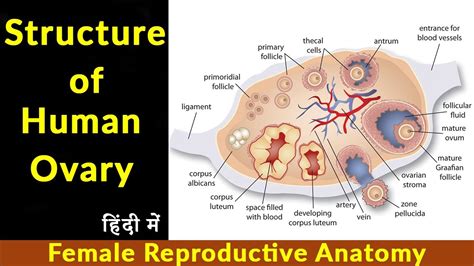 Ovaries Structure The Ovary Veterinary Histology