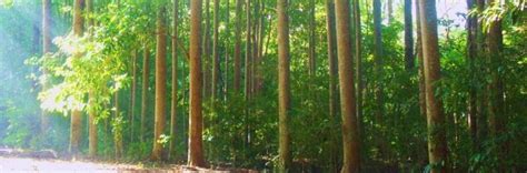 Clean Air Poem Green Clean Guide