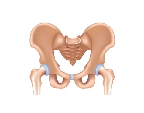 Topographical Landmarks The Pelvis Quiz