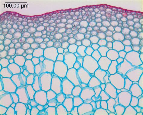Lycopodium Lycopodiaceae