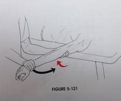 MMT Elbow Forearm Wrist Joint Flashcards Quizlet