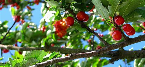 How To Prune A Cherry Tree Fantastic Gardeners Australia
