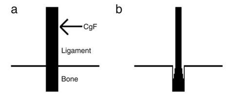 Figure 10 Microstructure Of The Ligament To Bone