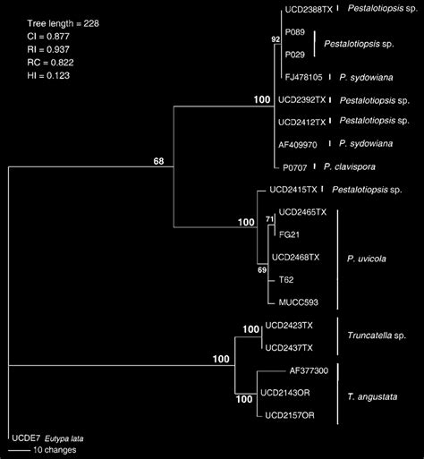 one of 10 equally most parsimonious trees with bootstrap values from