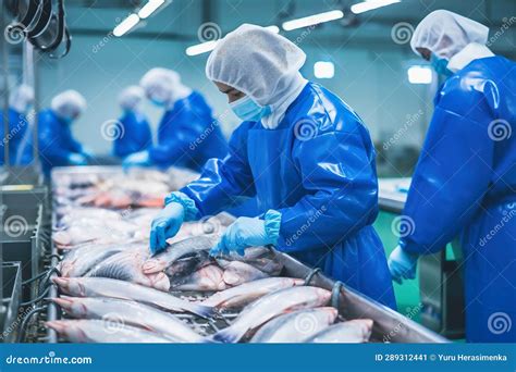 Fish Processing Plant Production Line People Sort The Fish Moving