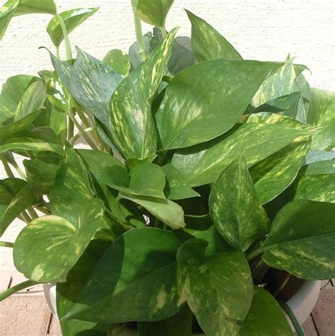 Indoor Gardening And Some Favorite Houseplants On Pinterest Houseplant