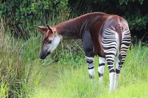 Reserva De Fauna De Okapis Réserve De Faune Des Okapi Rfo Vqkicn