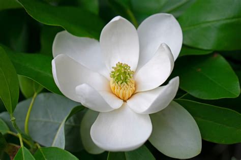 Louisiana State Flower